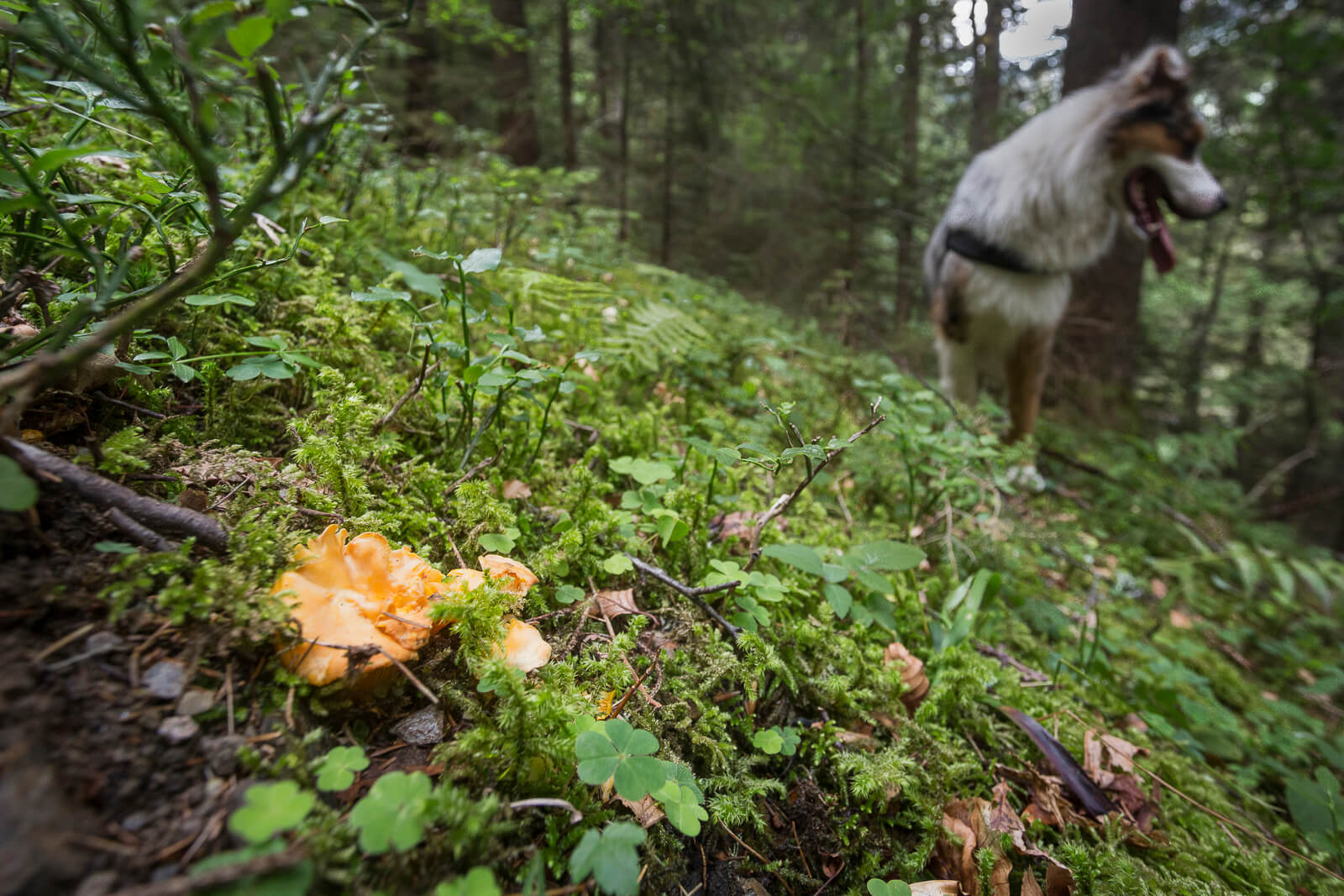 Comment trouver des champignons dans la forêt - Petit Bivouac